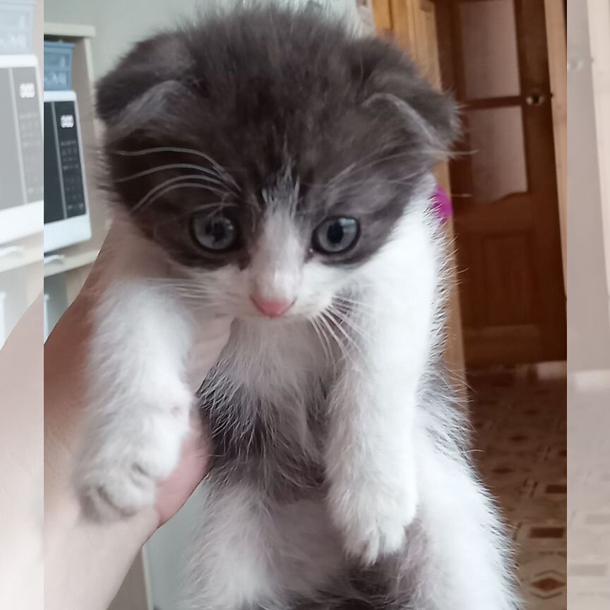 Шотландские вислоухие котята бесплатно