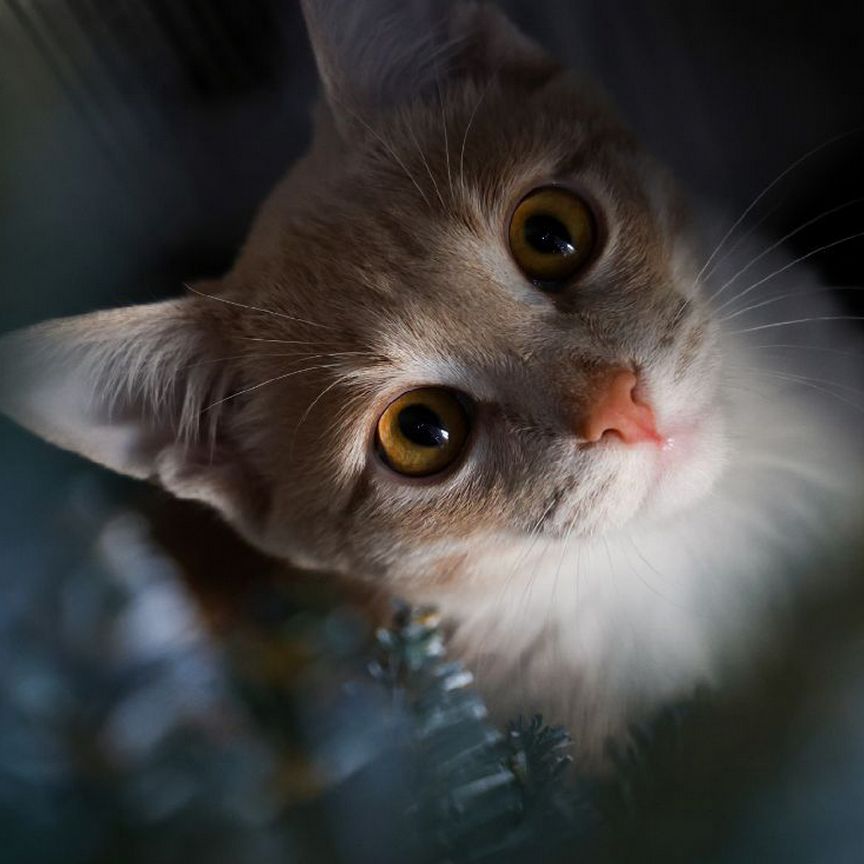 Котёнок в добрые руки