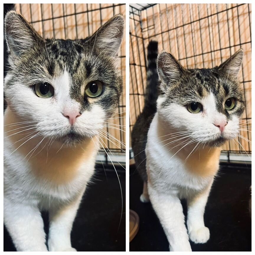 Пончик ищет дом