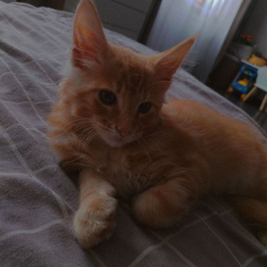 Котенок мейнкун