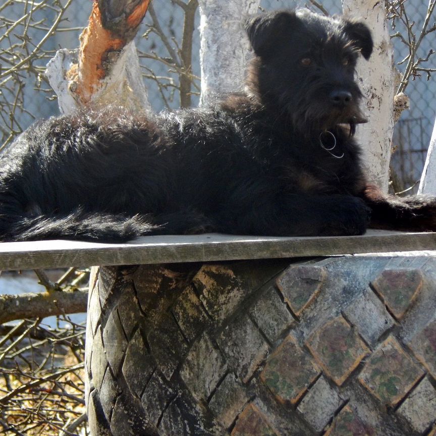 Красивая собака ищет дом/передержку