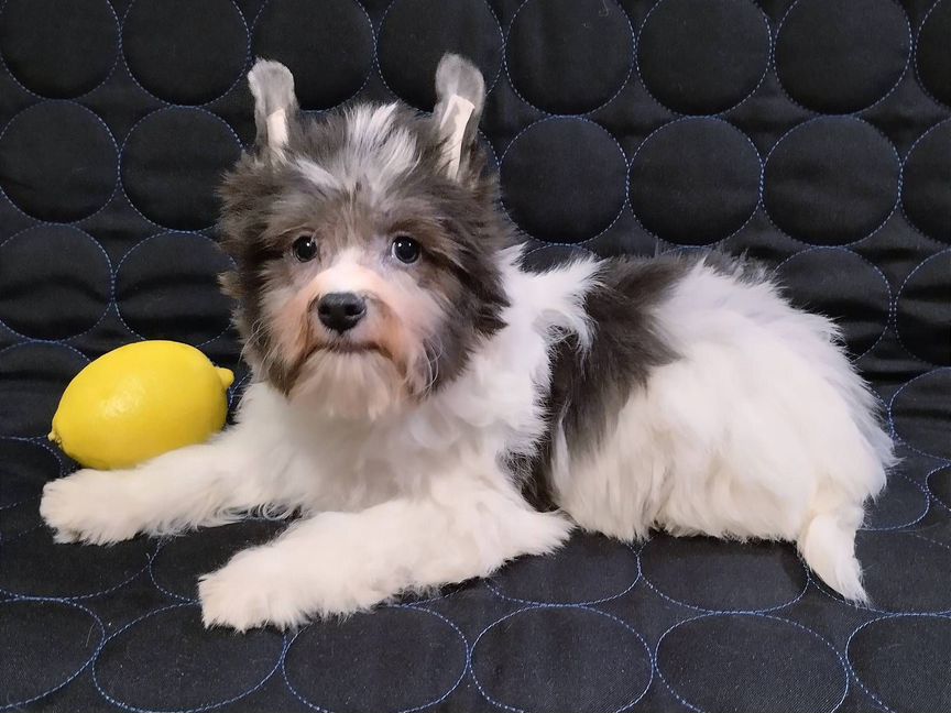 Йоркширский терьер цветной