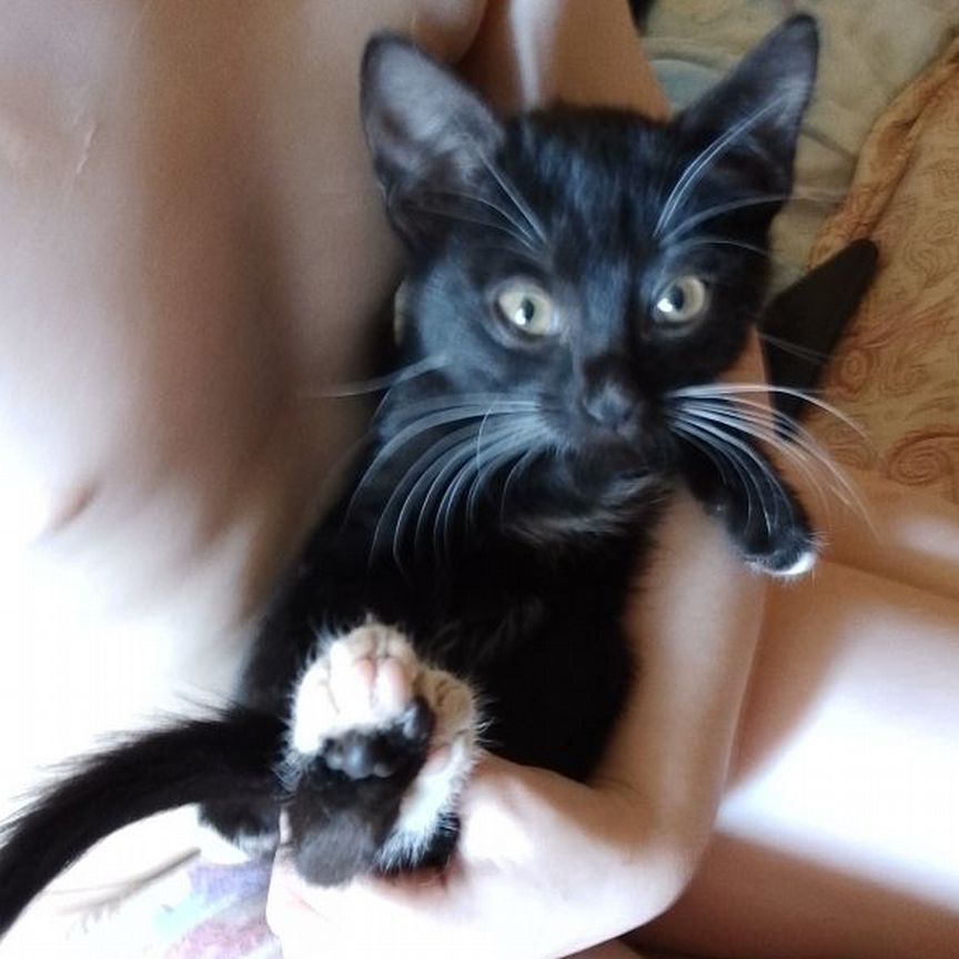 Китти ищет дом