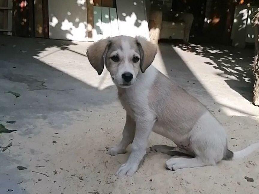 Метис в добрые руки