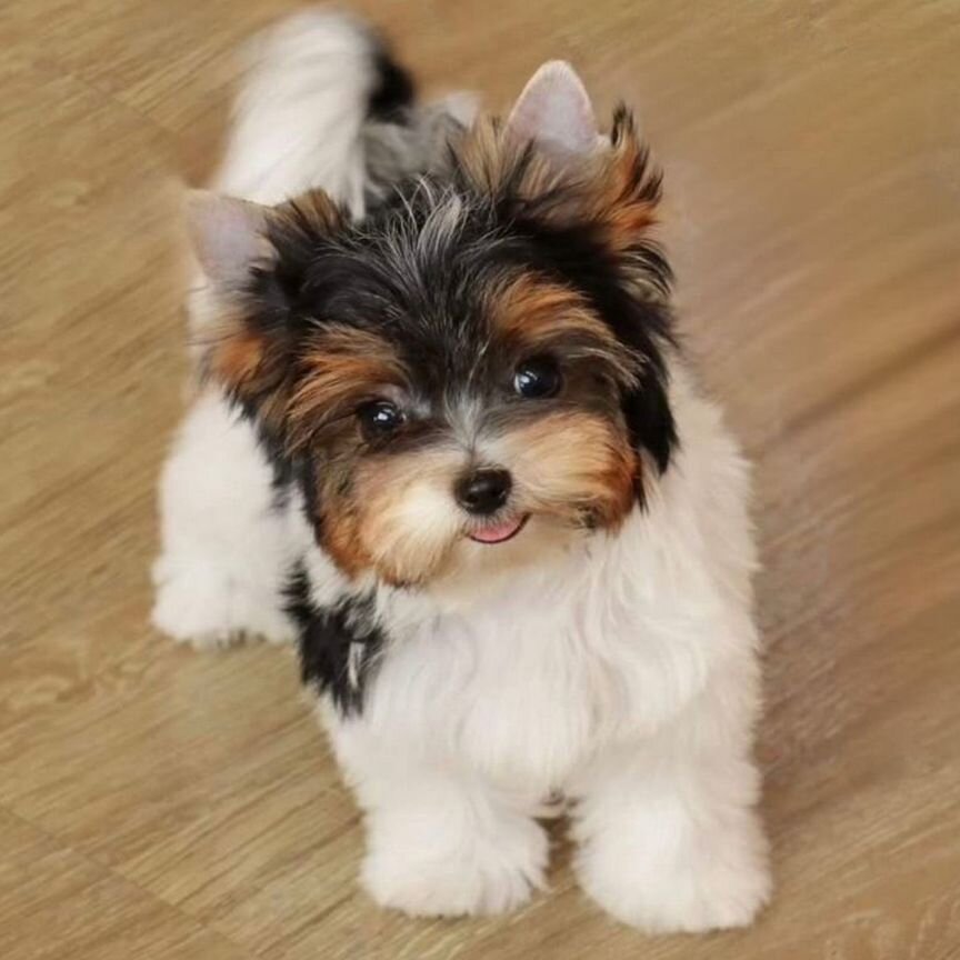 Йоркширский терьер, щенок