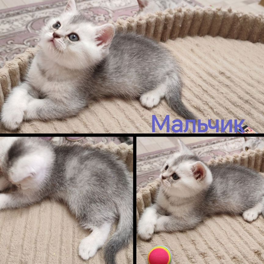 Британский короткошёрстный котёнок