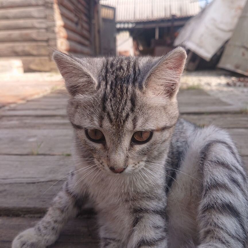 Котёнок котейка