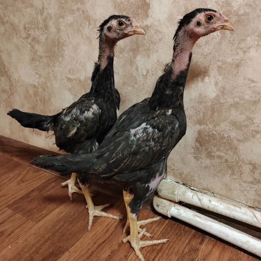 Цыплёнок Япон шамо