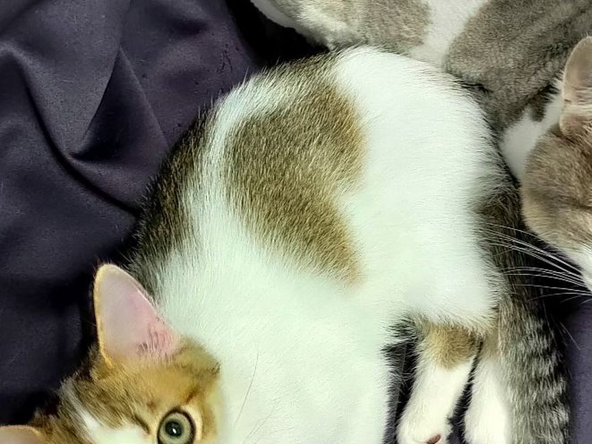 Кошка в дар