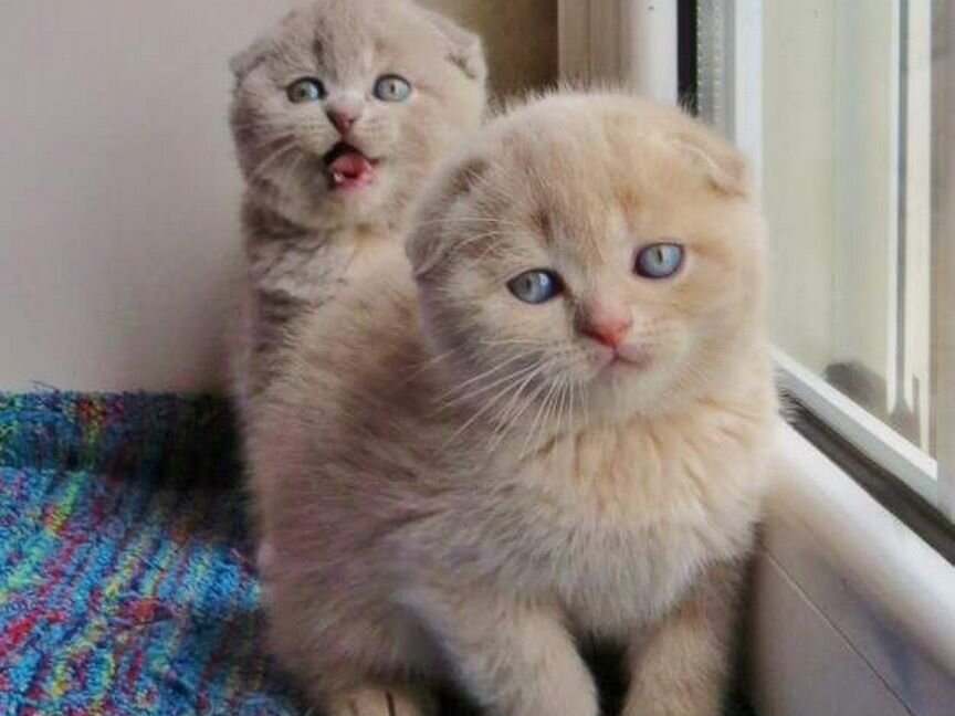 Шотландские вислоухие котята, две девочки