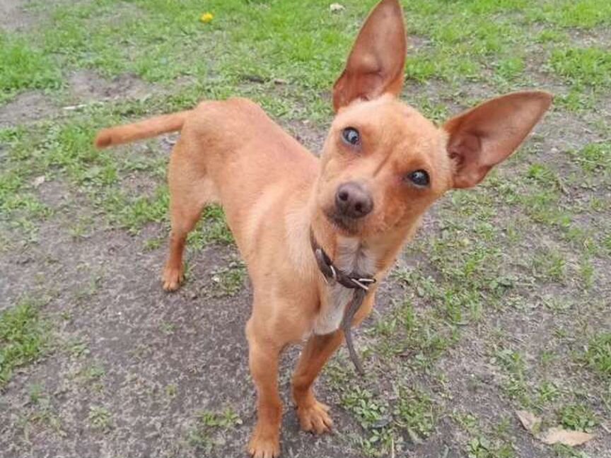 Кабель на случку