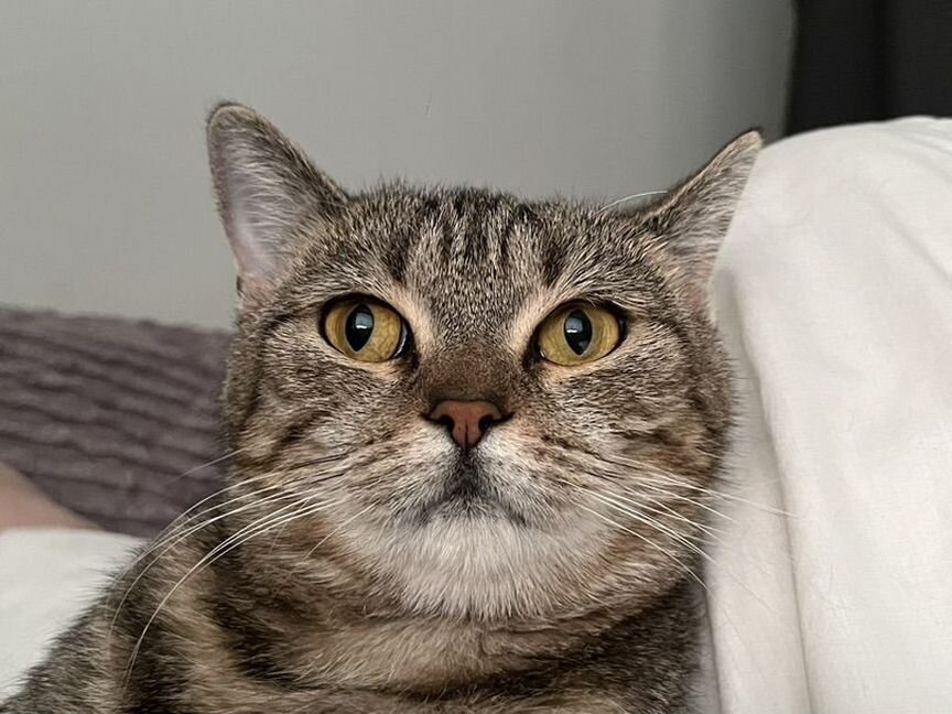 Бенгальская кошка