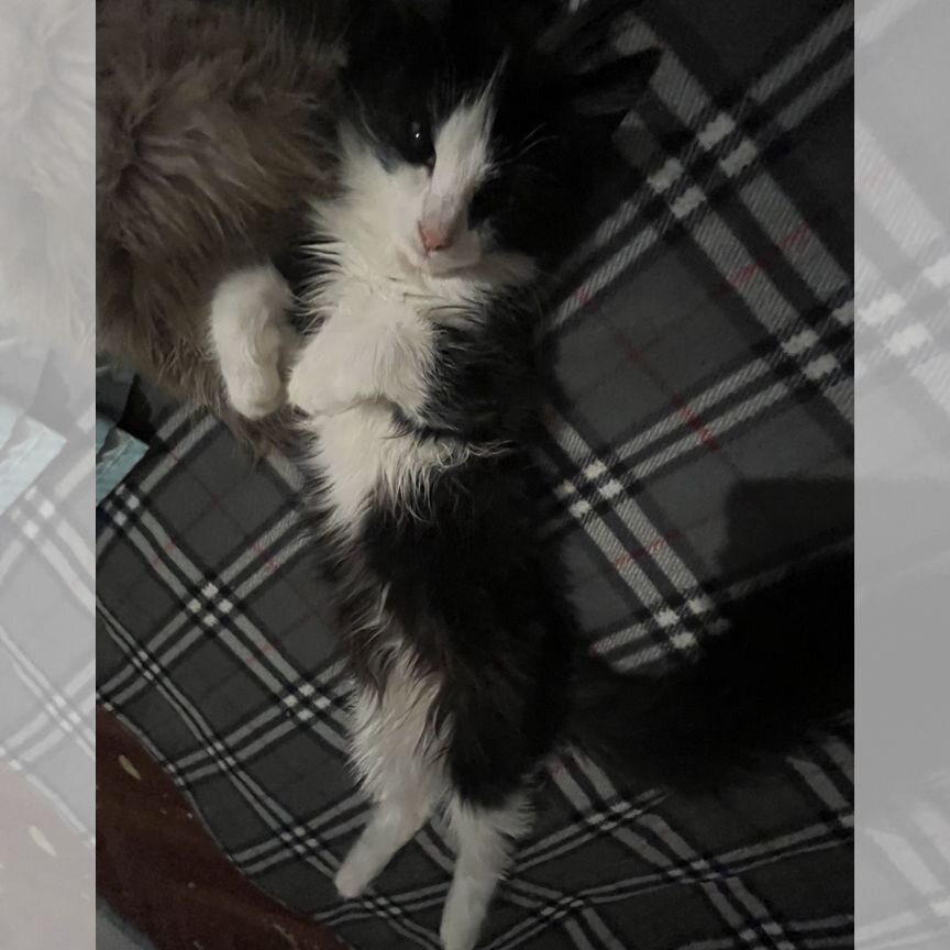 Котёнок в добрые руки