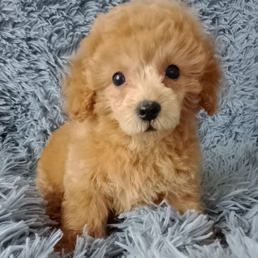 Пудель, щенок