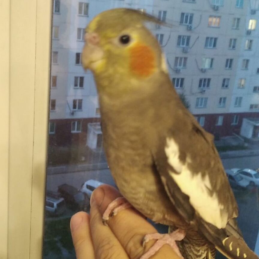 Попугай корелла с клеткой