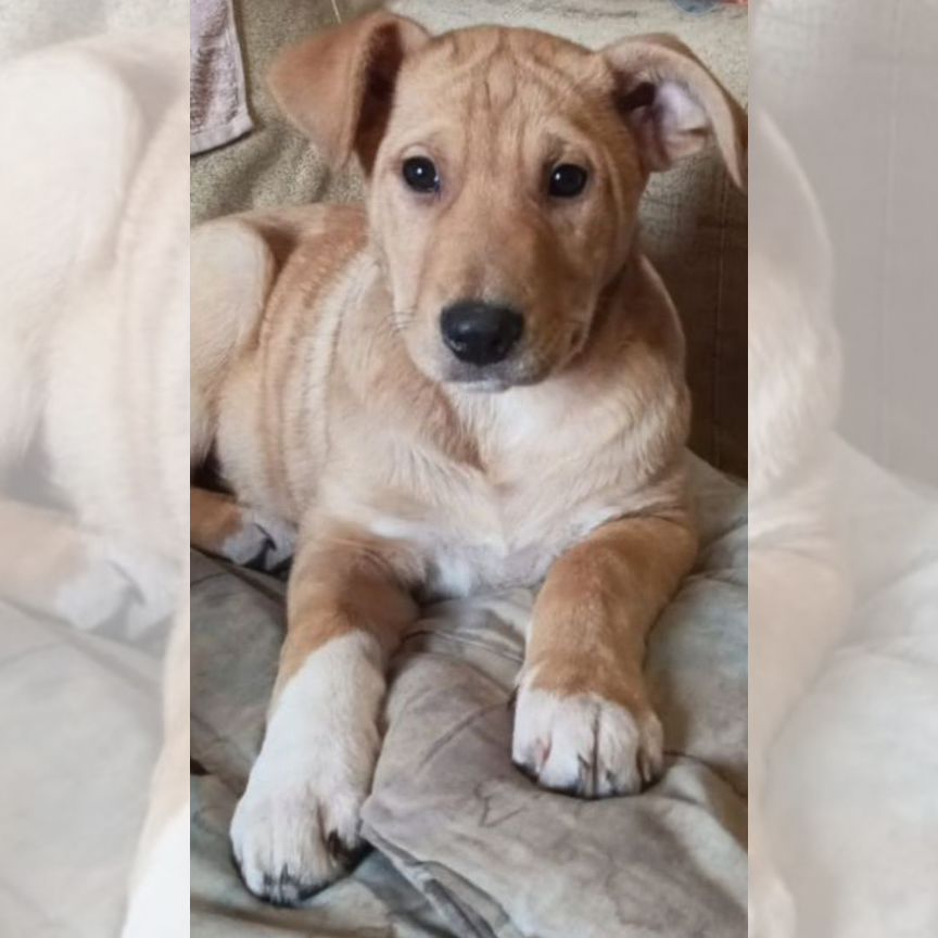 Щенок в добрые руки