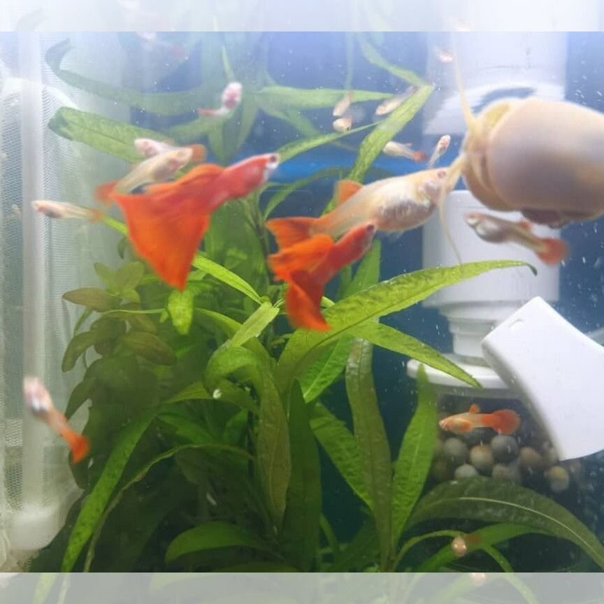 Гуппи. Чистая линия