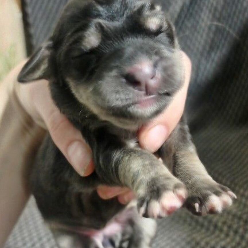 Щенки спаниеля на бронь