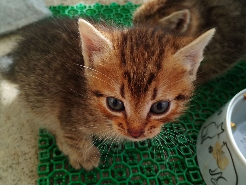 Котята в добрые руки бесплатно