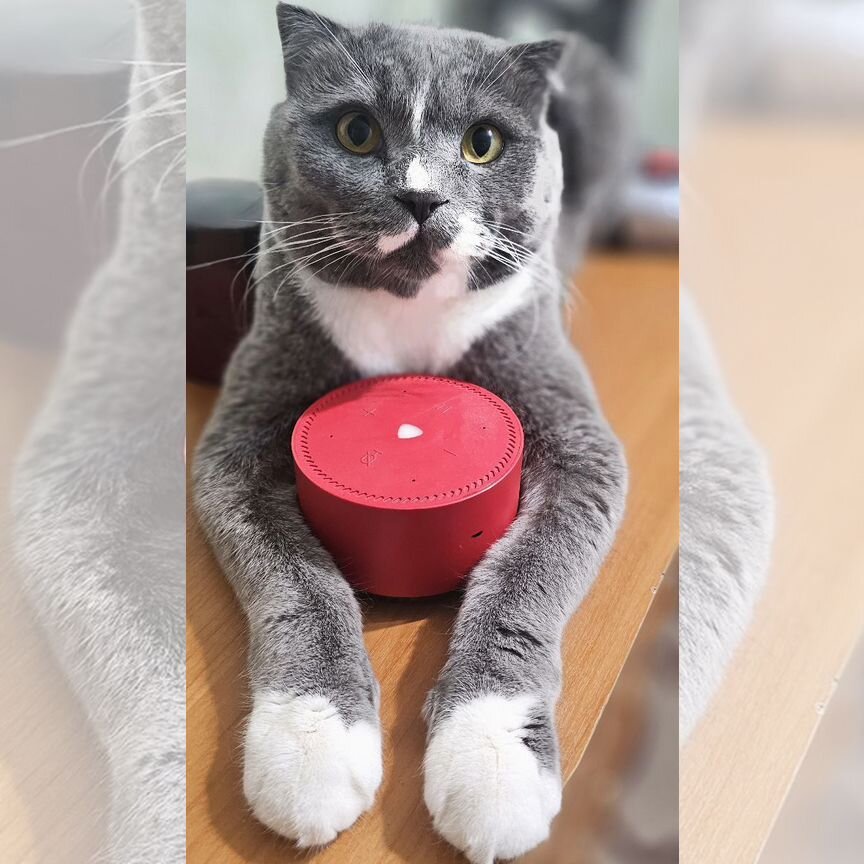 Шотландский вислоухий короткошёрстный котёнок