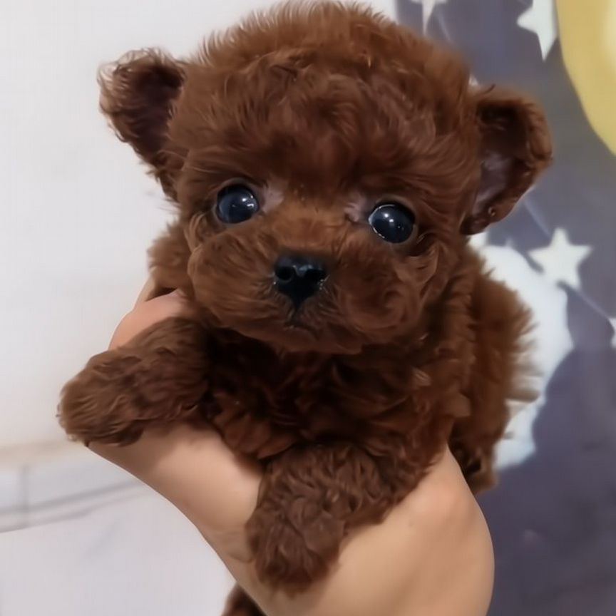 Той-пудель, щенок