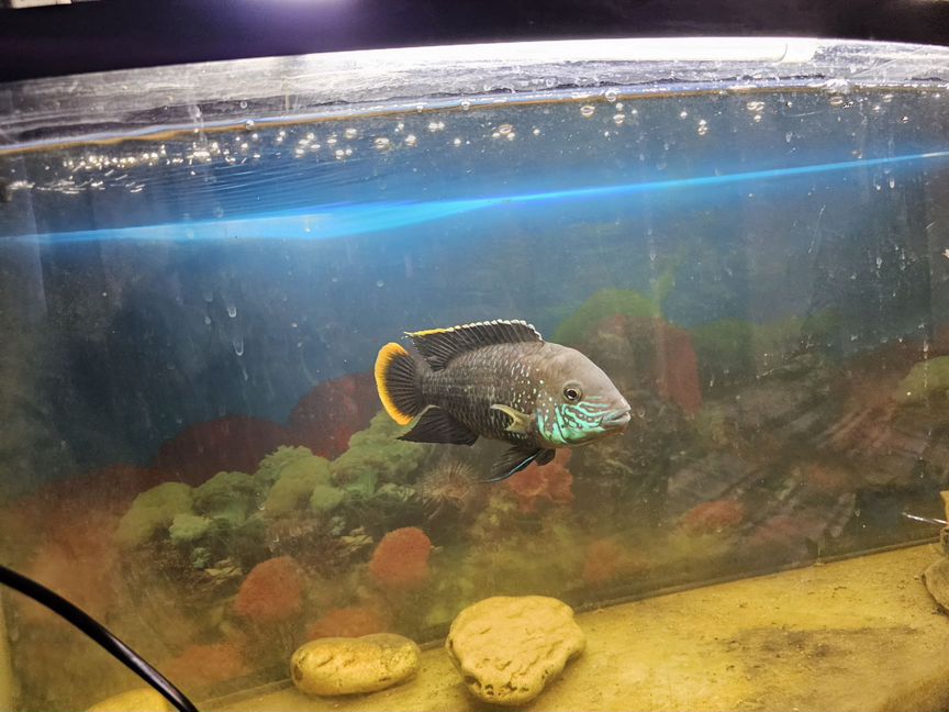 Аквариумные рыбки