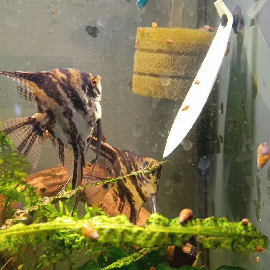 Скалярия мраморная- пара