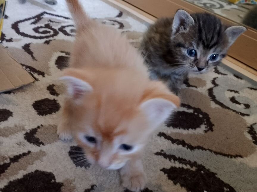 Котята в добрые руки