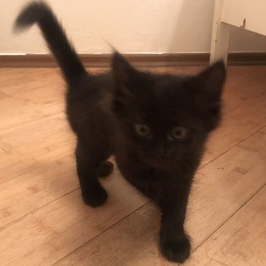 Сибирский котёнок