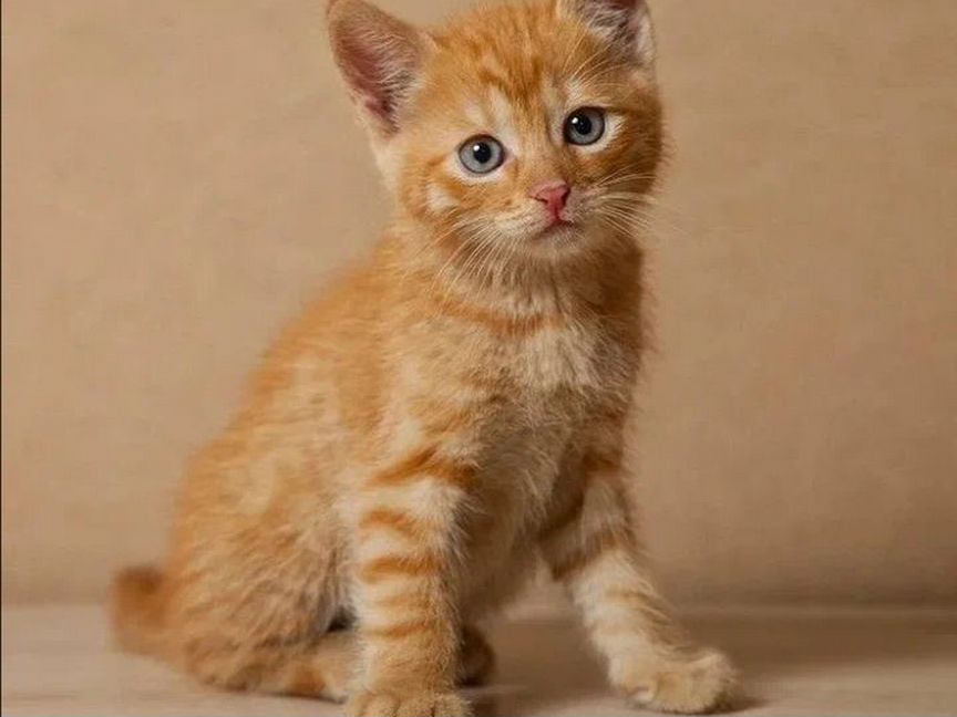 Котенок рыженький