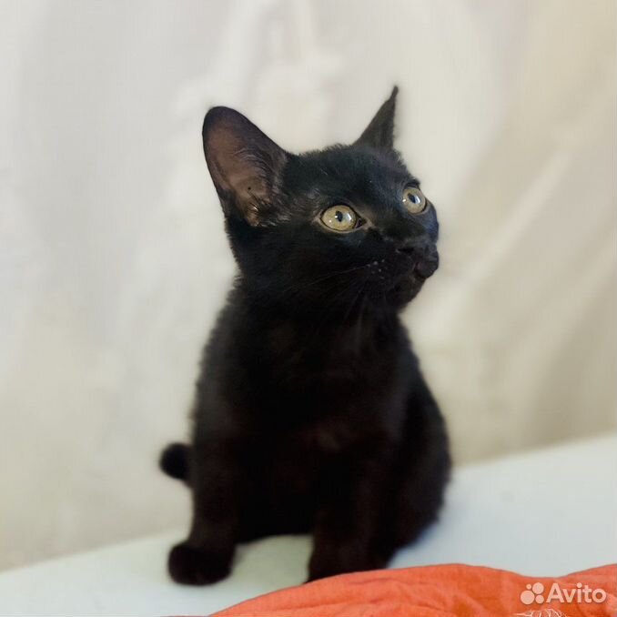 Плюшевая Багира (метис бобтейла)