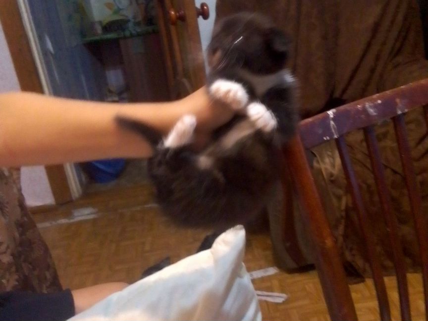 Отдают бесплатно котят от породистой кошки