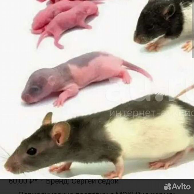 Крысы мышки кормовые