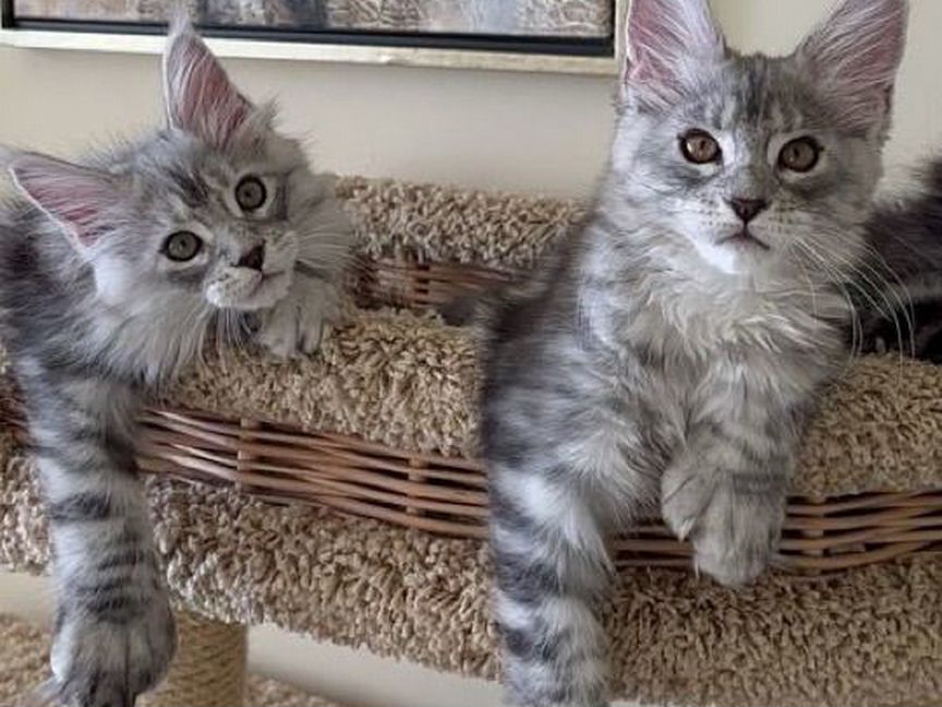 Мейн-кун полидакт