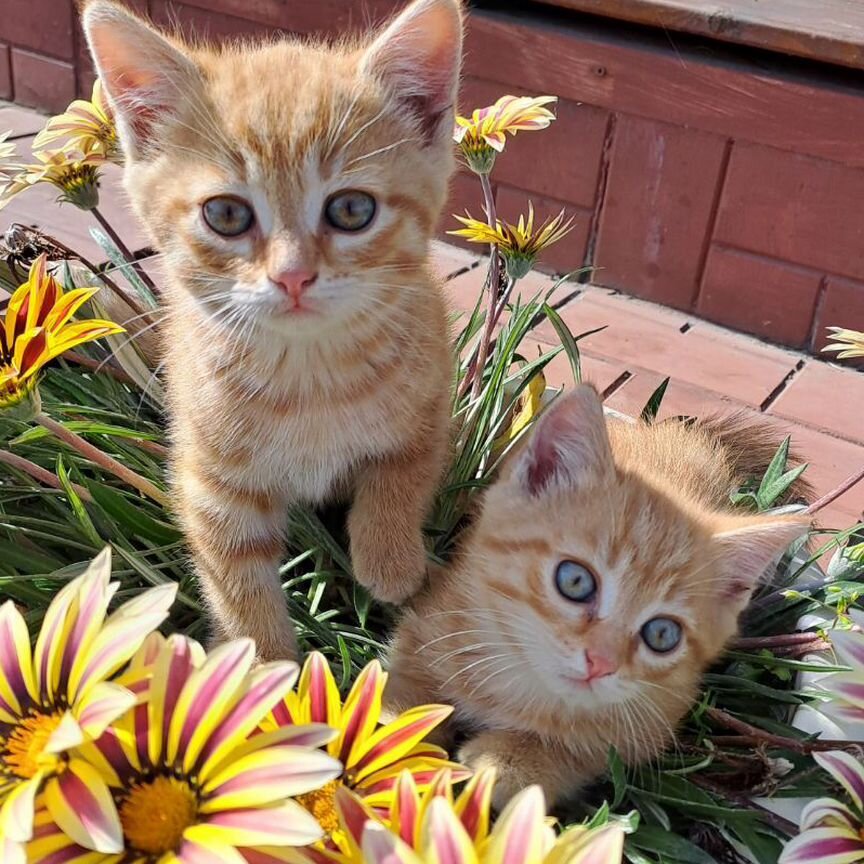 Котята