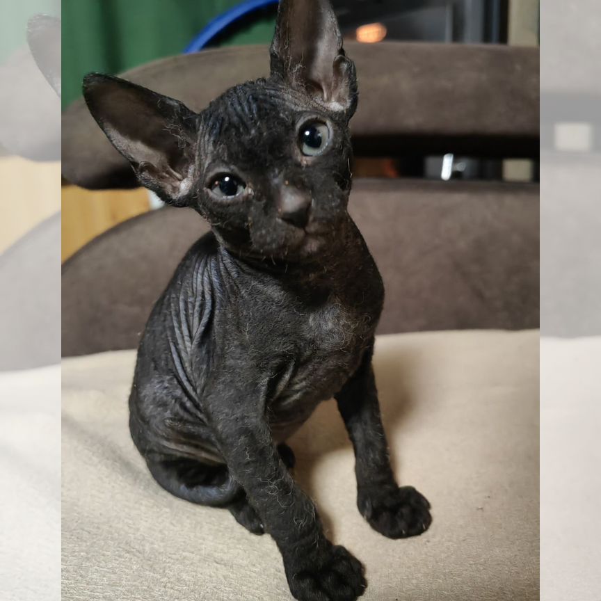 Донской сфинкс котёнок