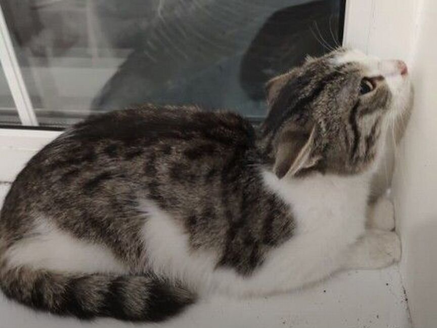 Добрый котёнок - неженка ищет дом