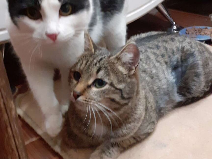 Кошечка Радость в дом
