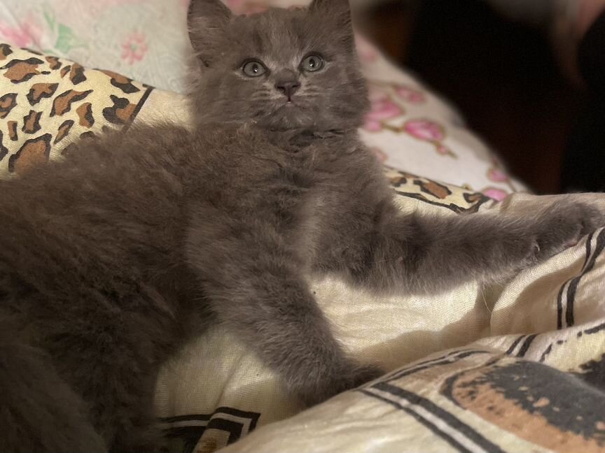 Сибирская голубая