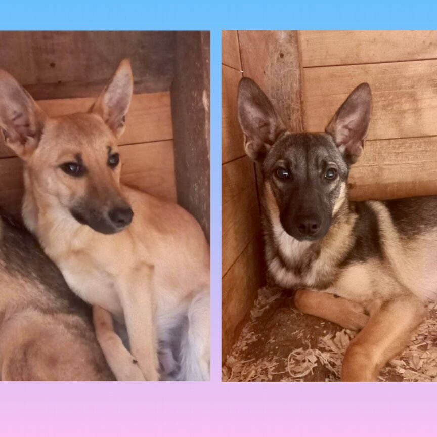 Щенки в добрые руки