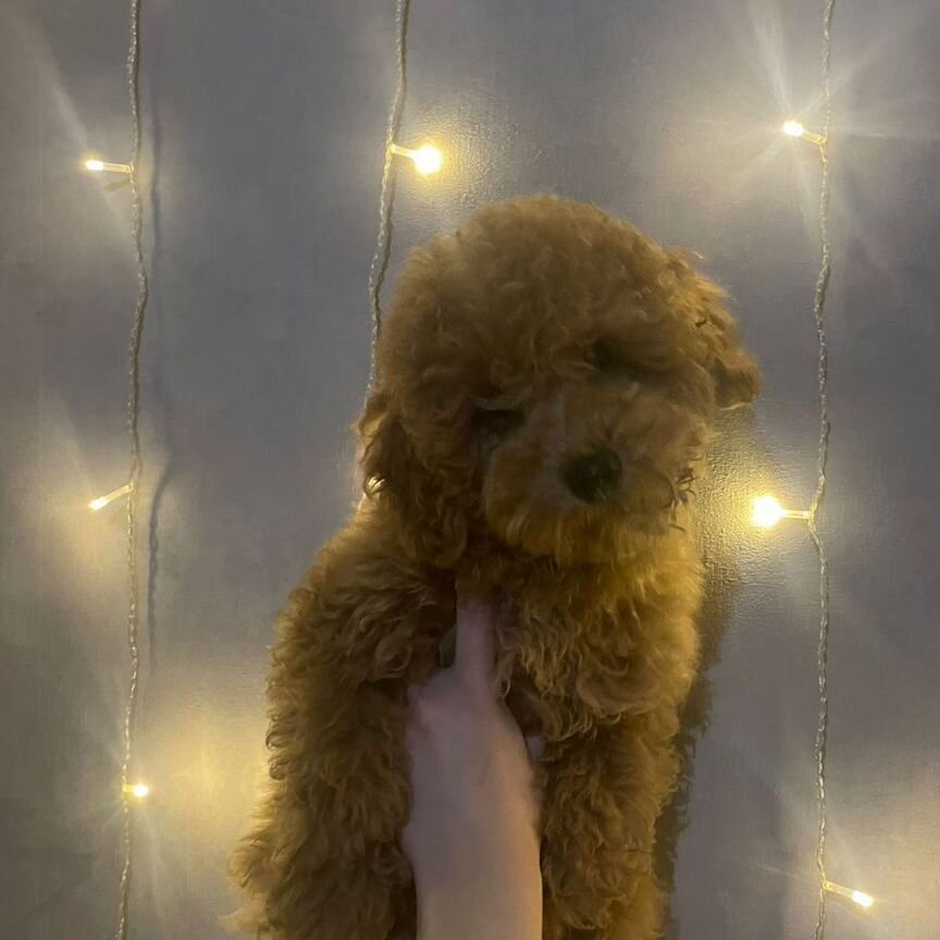 Щенок миниатюрного пуделя (Мальчик)