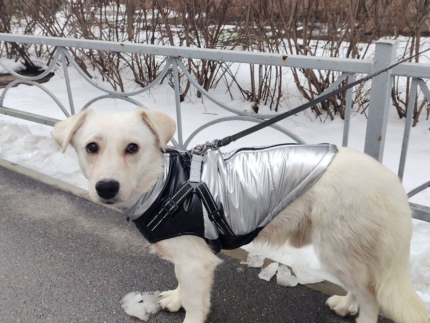 Собачка Беляшик в добрые ручки