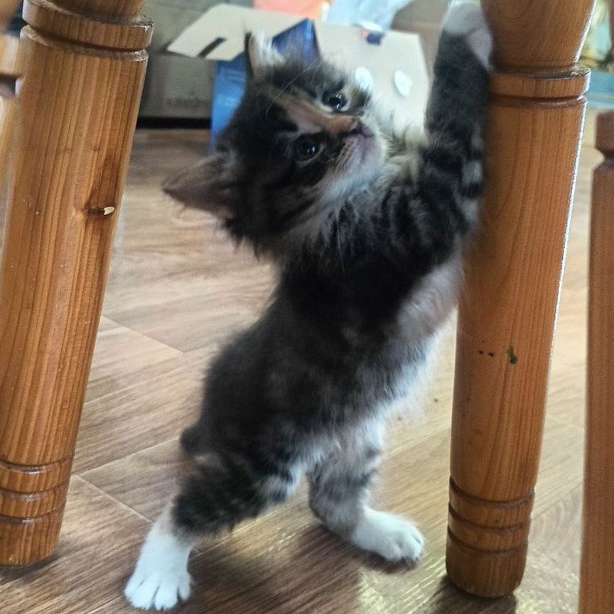 Котята в добрые руки приучены к лотку