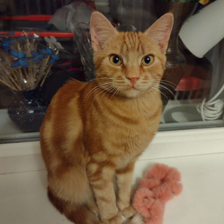 Котик мальчик ищет дом