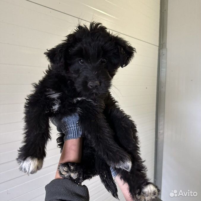 Очаровательные щенята ищут дом