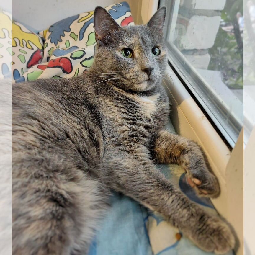 Кошка в добрые руки