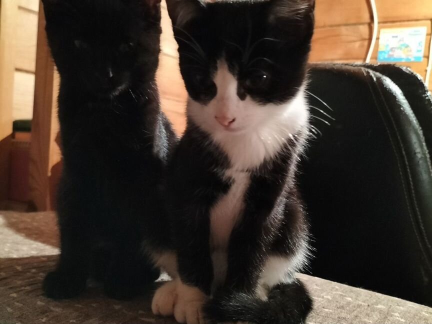 Котята - охотники