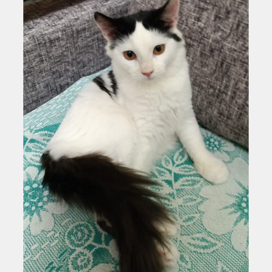 Котенок Одиссей ищет дом