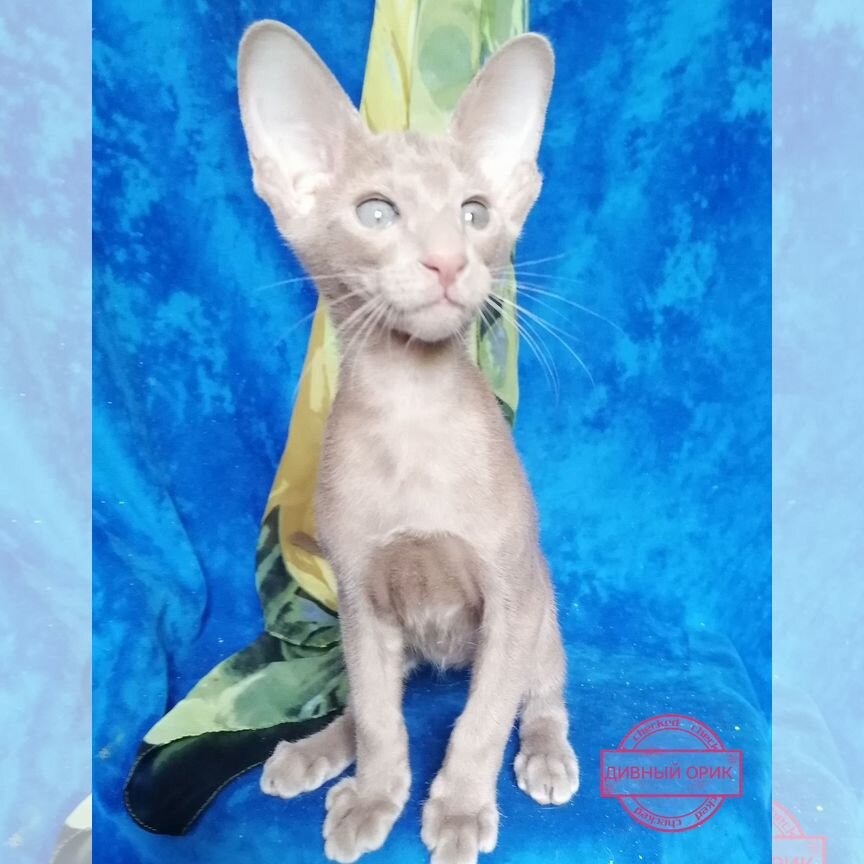 Ориентальный котёнок