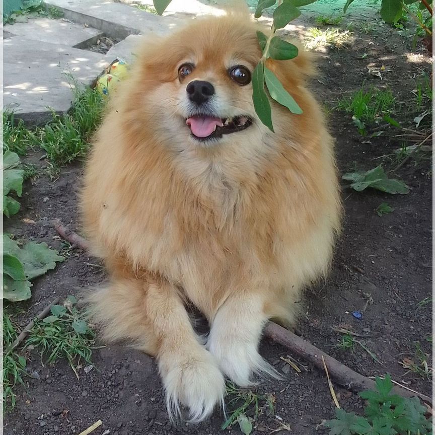 Шпиц девочка
